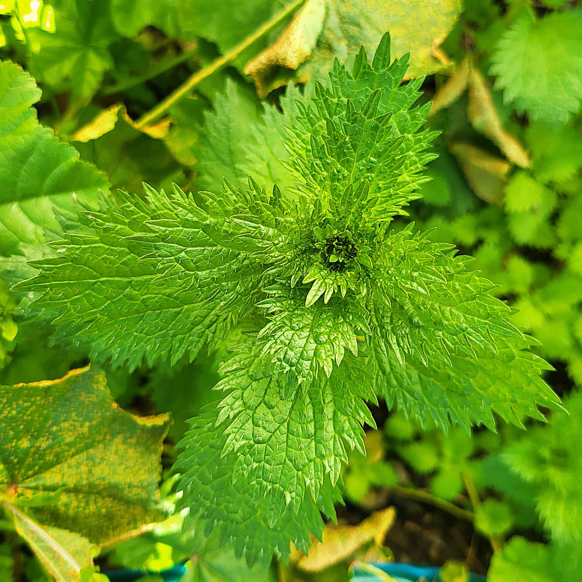 Stinging Nettle / Common Nettle (Urtica dioica) | Nature Body
